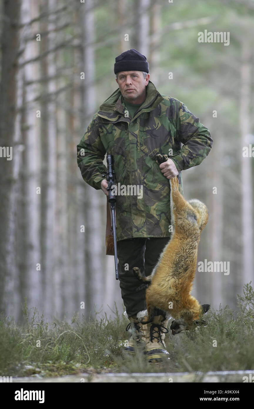 red fox (Vulpes vulpes), gamekeeper carries dead fox, United Kingdom ...