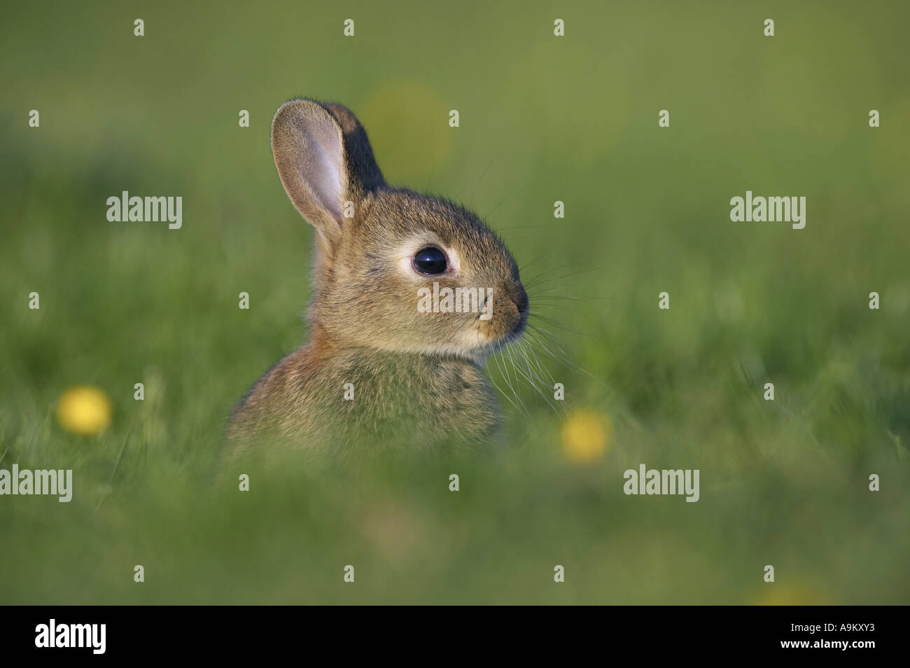 European rabbit (Oryctolagus cuniculus), young rabbit in grass, United ...