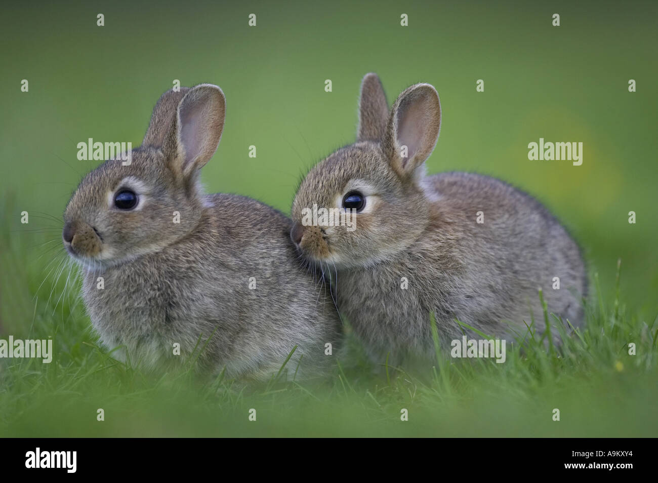 Scottish youngsters hi-res stock photography and images - Alamy