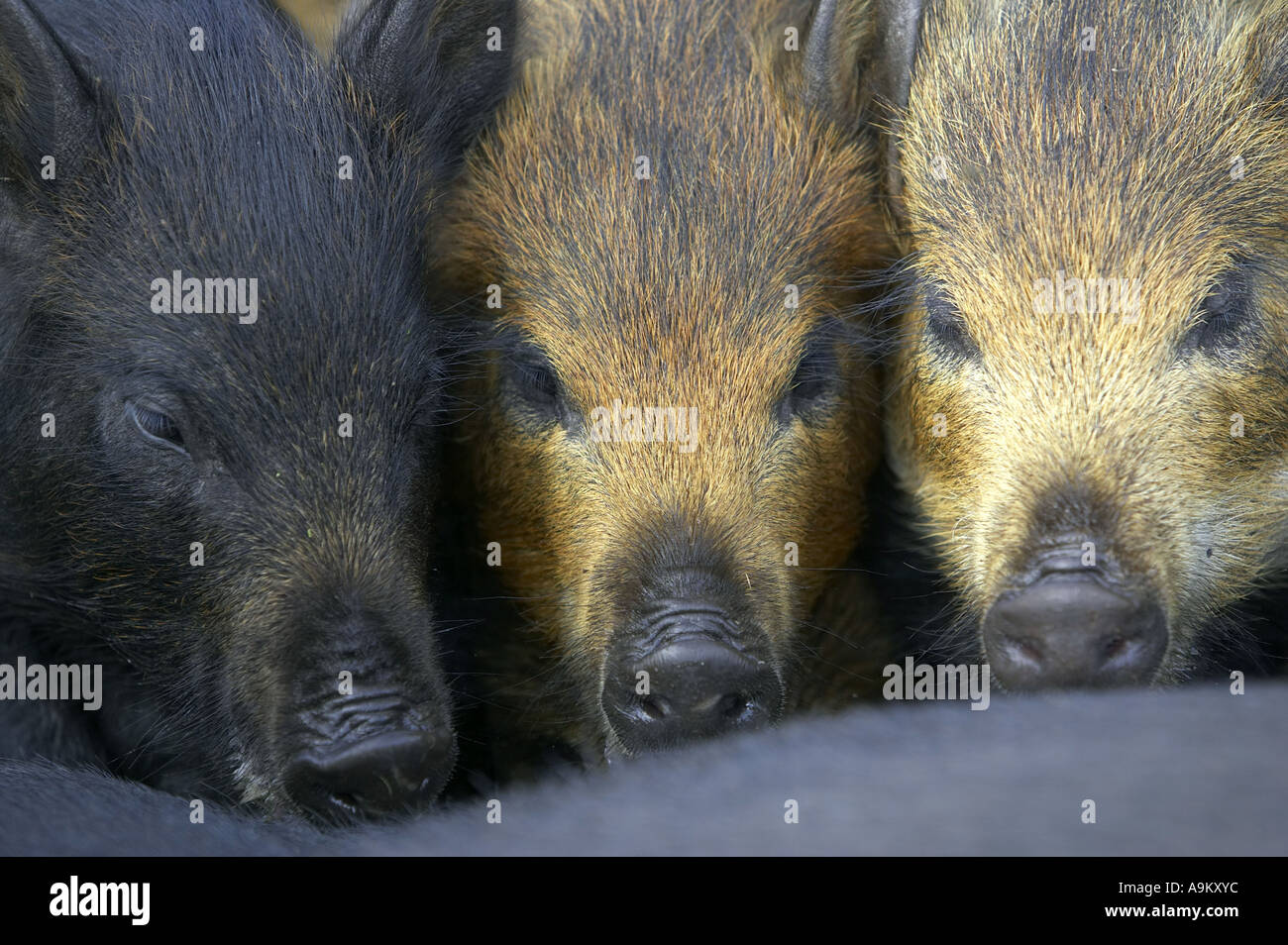 Pig scotland hi-res stock photography and images - Alamy