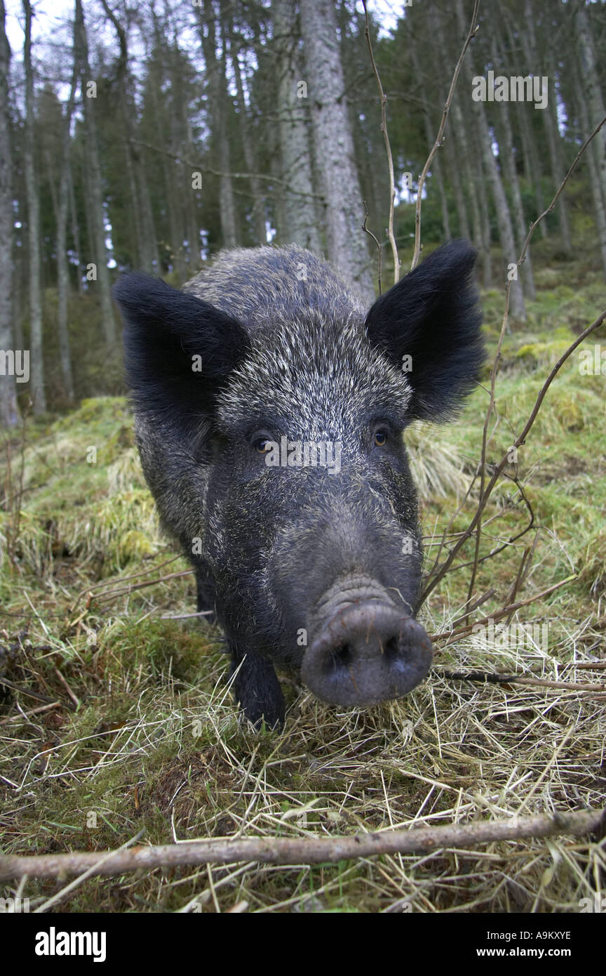 wild boar, pig (Sus scrofa), looking towards camera, United Kingdom ...