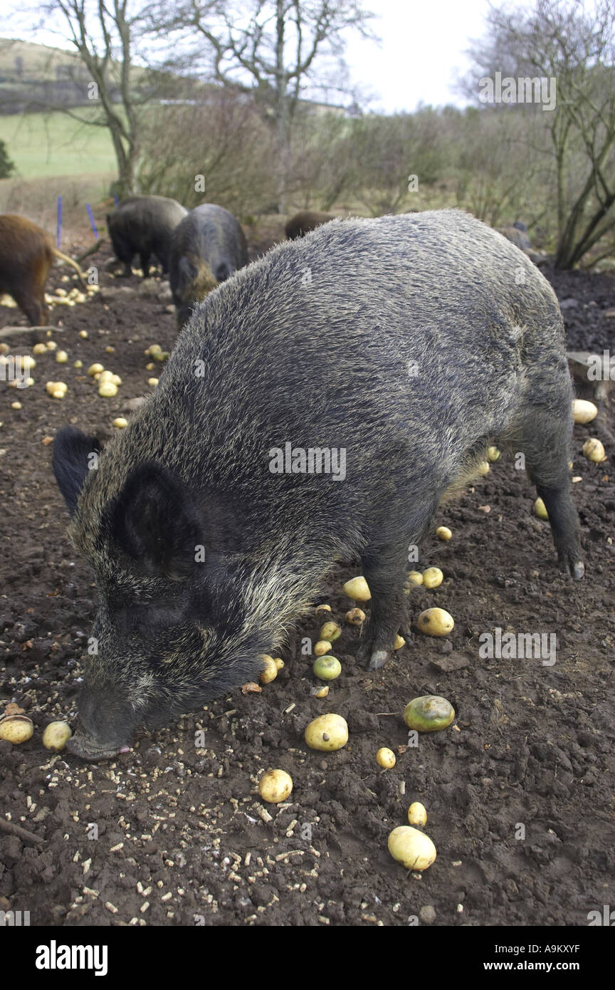 Boar hills hi-res stock photography and images - Alamy