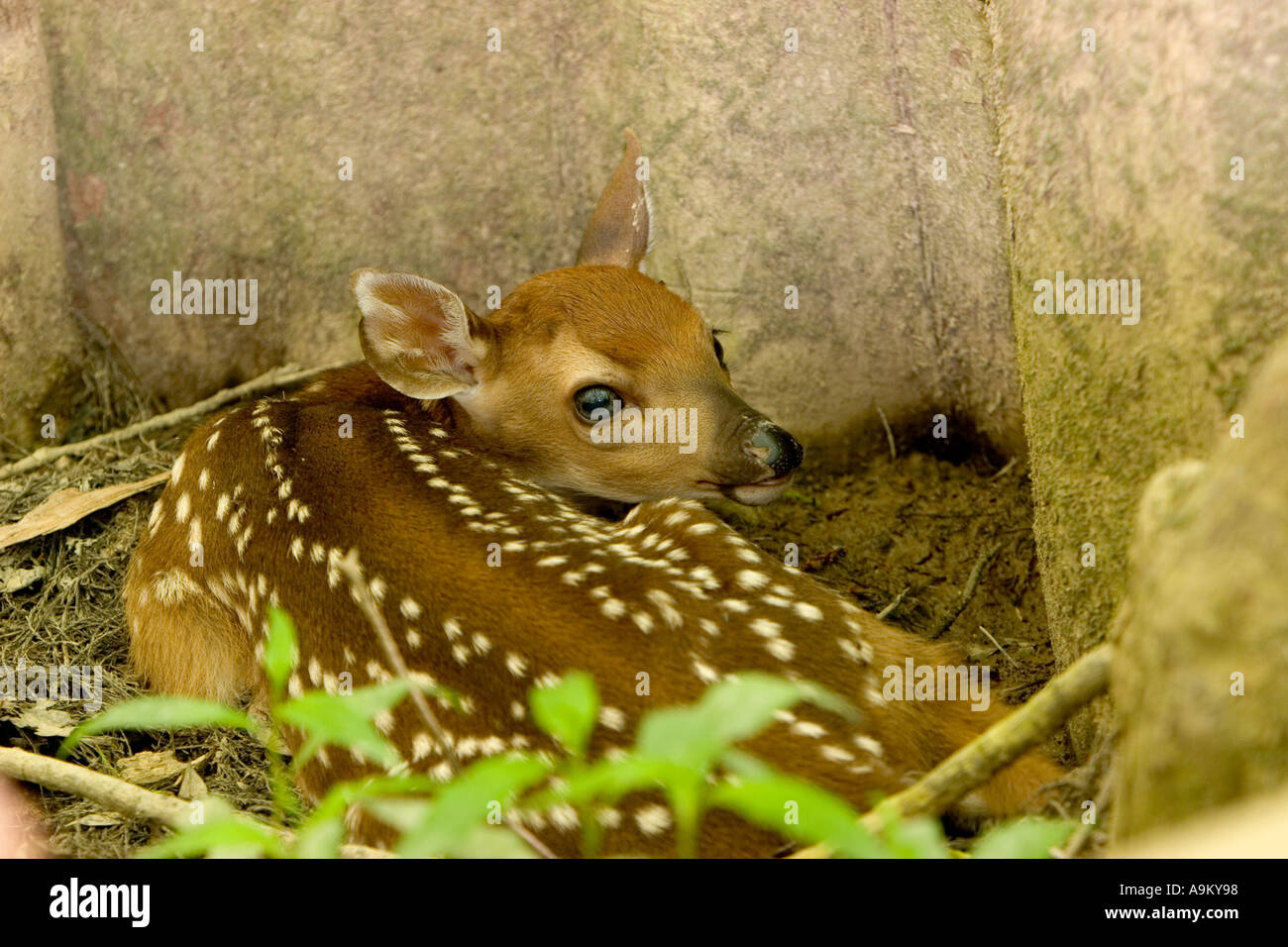 Bedded Fawn High Resolution Stock Photography and Images - Alamy