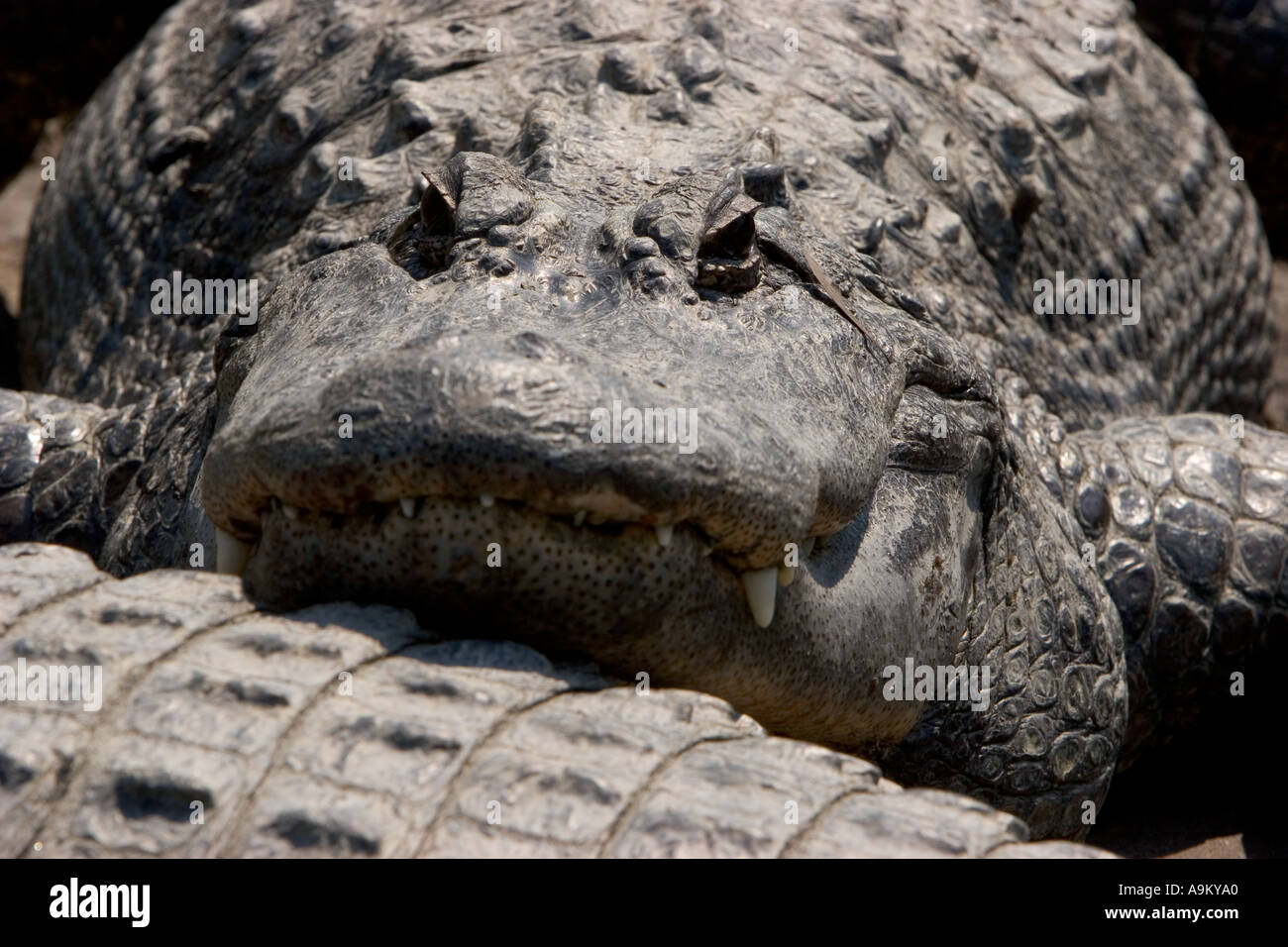 Sleeping alligators hi-res stock photography and images - Alamy