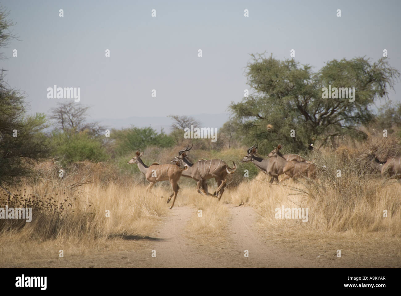Greater kudu running across farm track in African bush in Namibia Stock ...