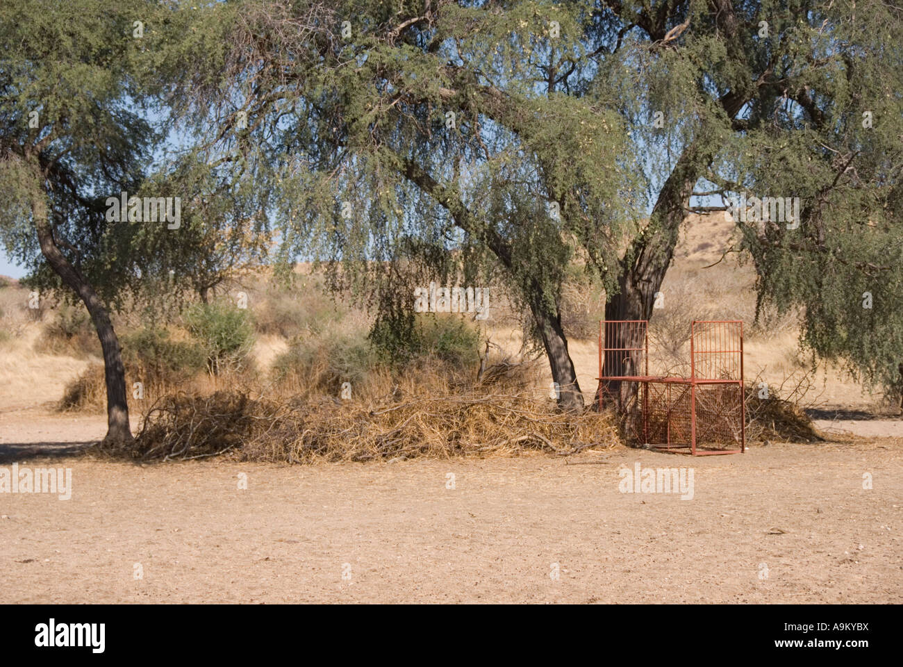 Cheetah Research High Resolution Stock Photography and Images - Alamy