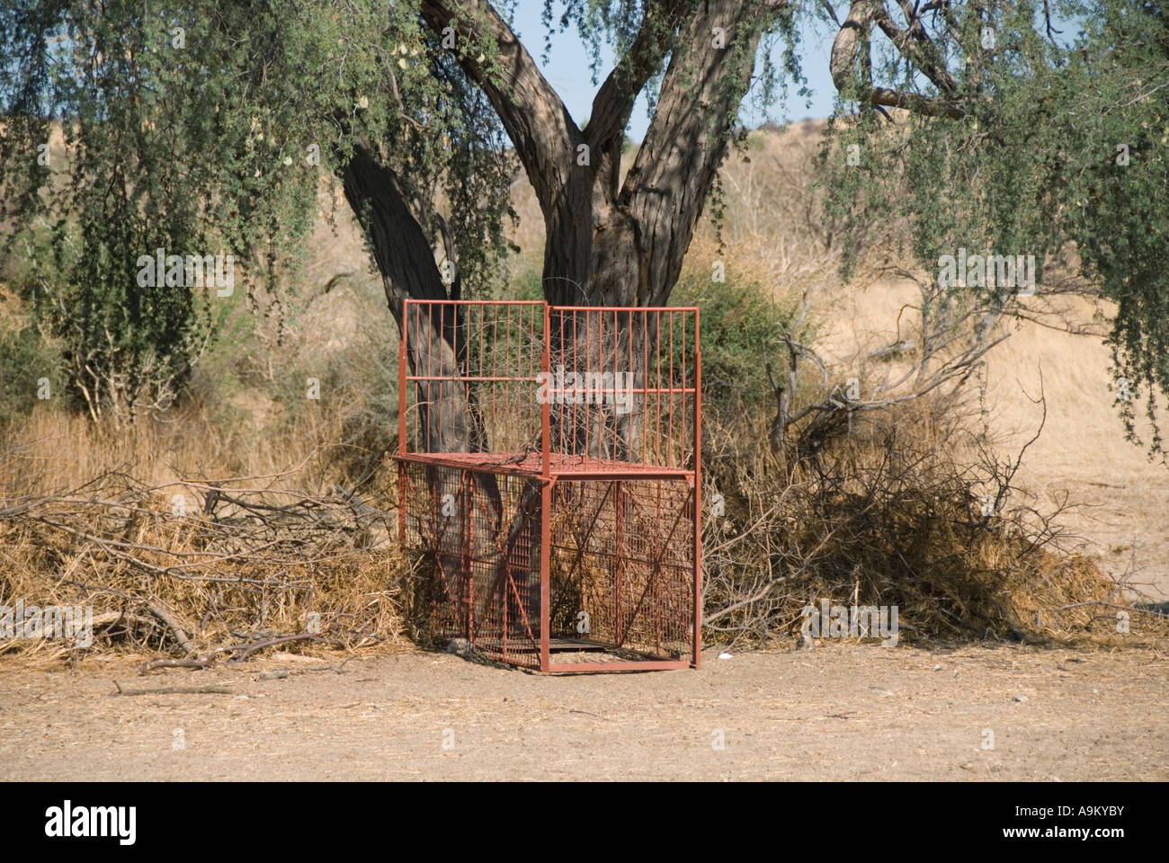 Box thorn hi-res stock photography and images - Alamy