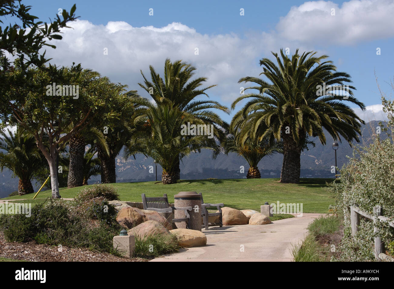 Palm Tree Grove Stock Photo - Alamy