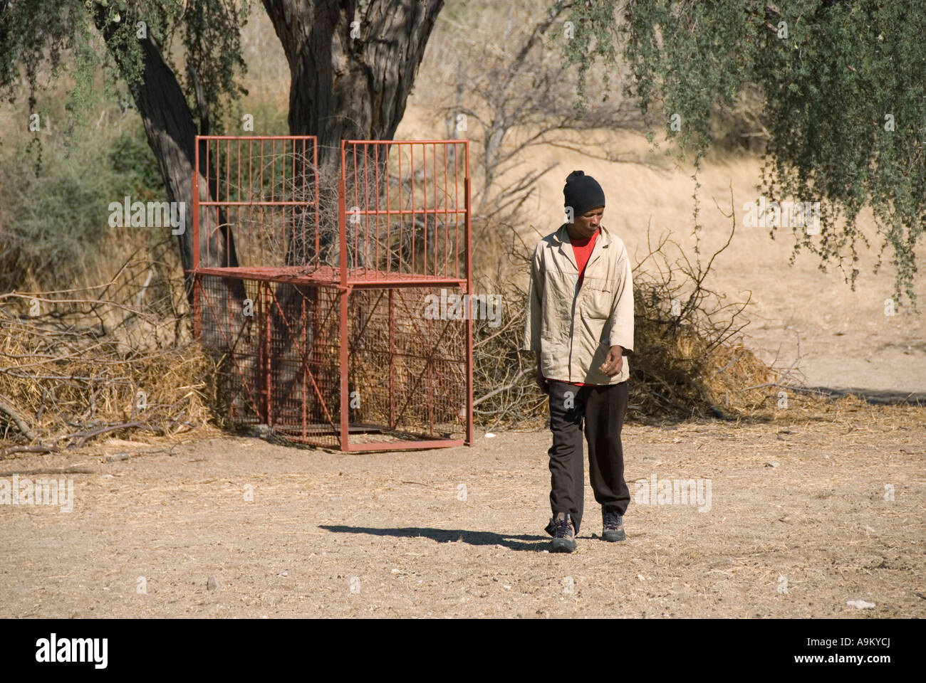 Cheetah tribe hi-res stock photography and images - Alamy