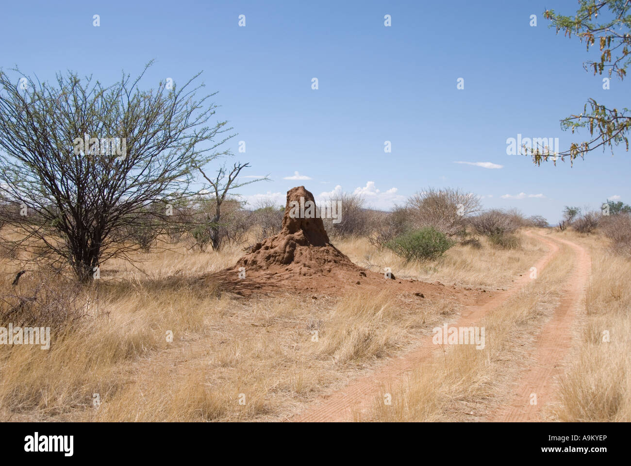 Termite mound in Namibia Stock Photo - Alamy