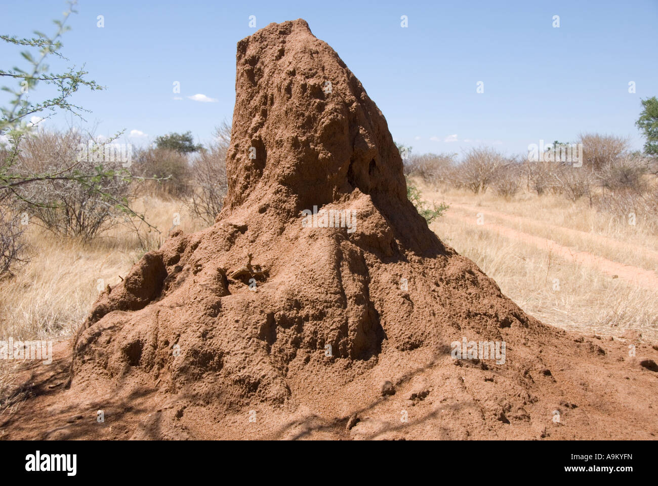 Termite mound in Namibia close up Stock Photo - Alamy