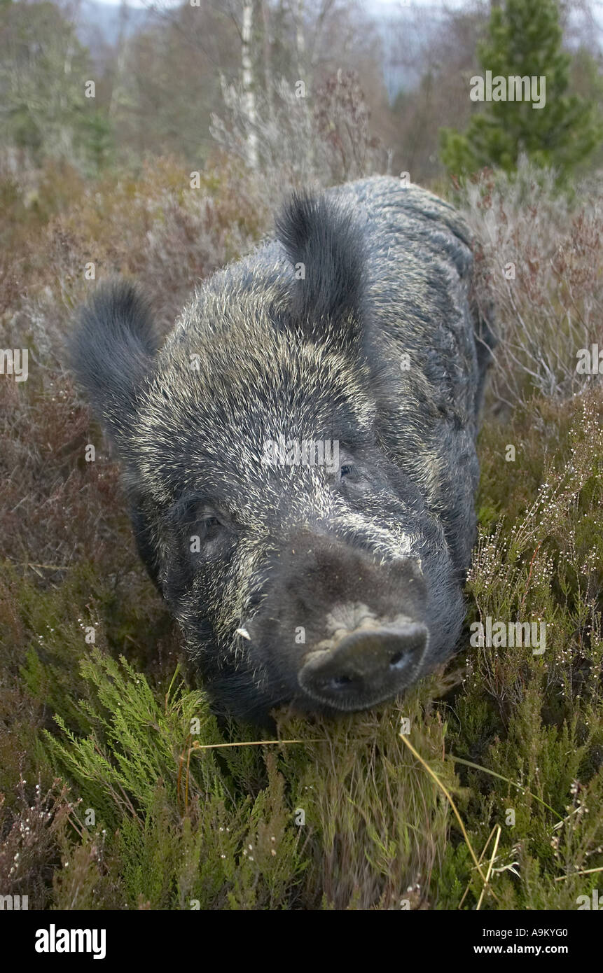 Wild boars scotland hi-res stock photography and images - Alamy