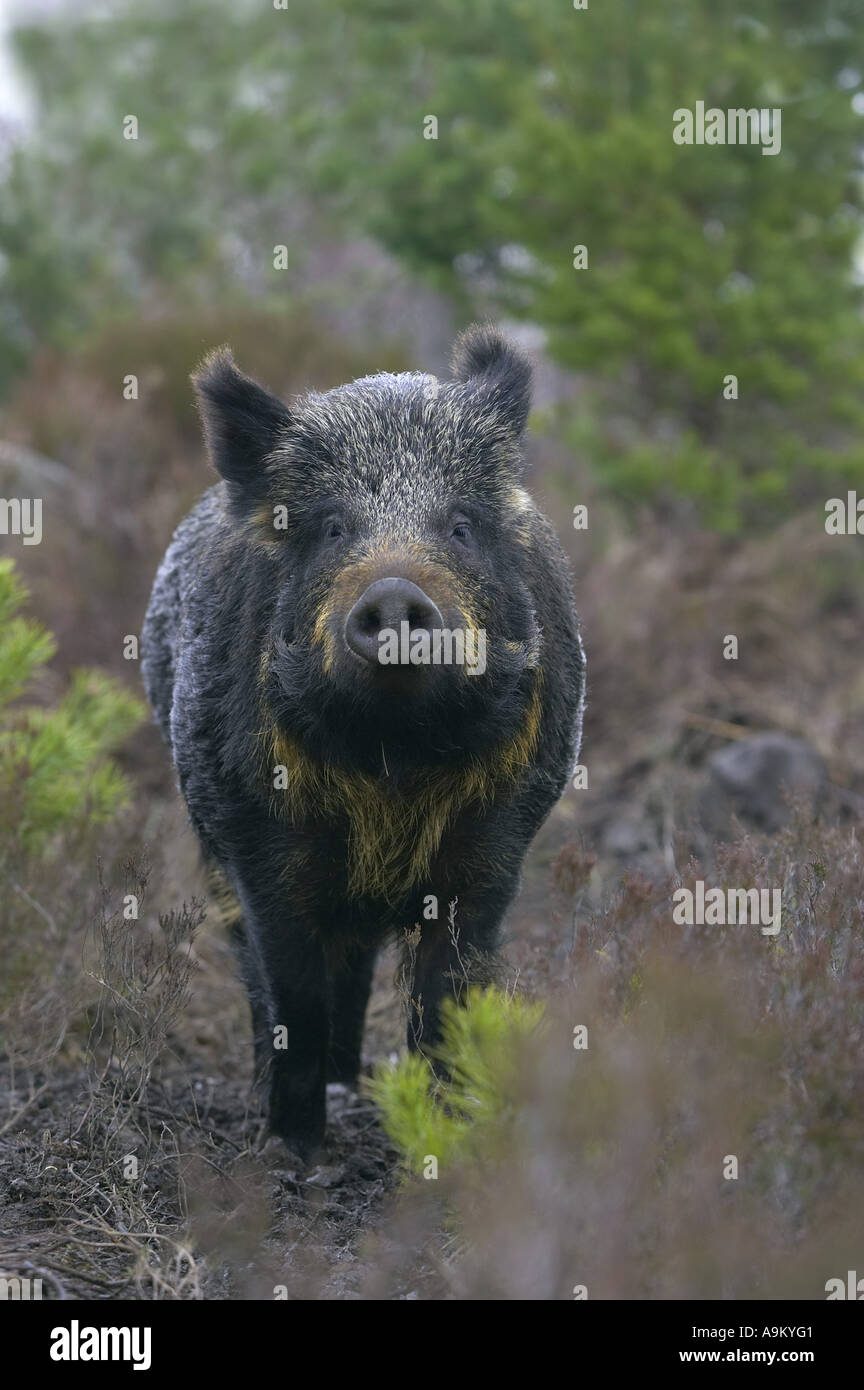 Wild boars scotland hi-res stock photography and images - Alamy