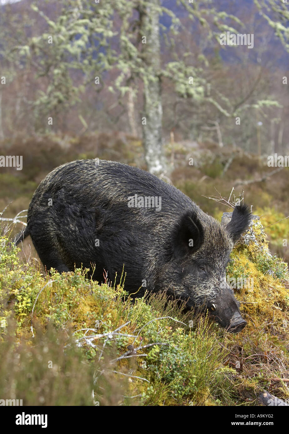wild boar, pig (Sus scrofa), standing in heath, United Kingdom ...