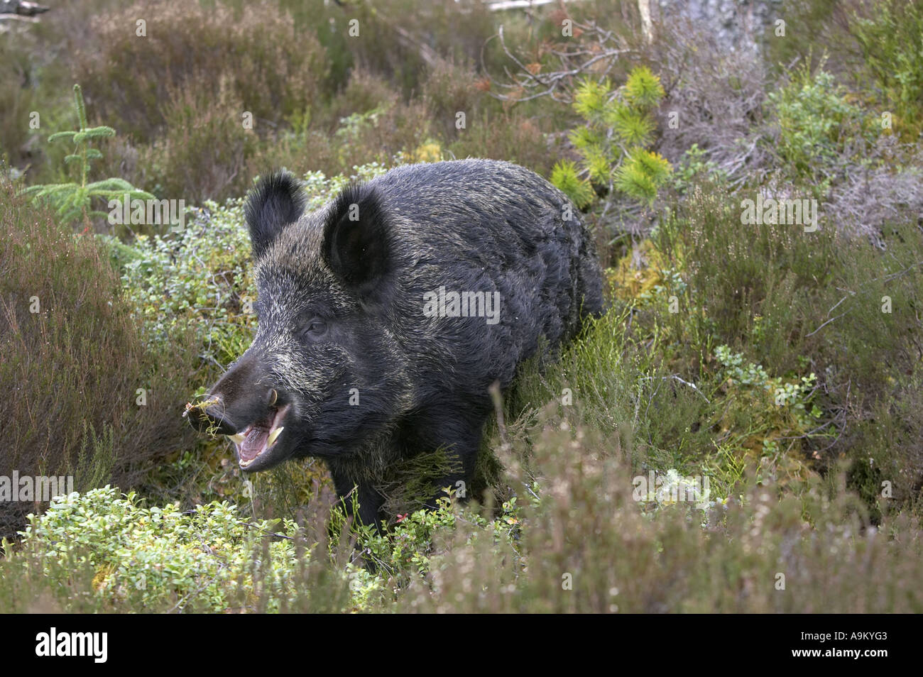Wild boars scotland hi-res stock photography and images - Alamy