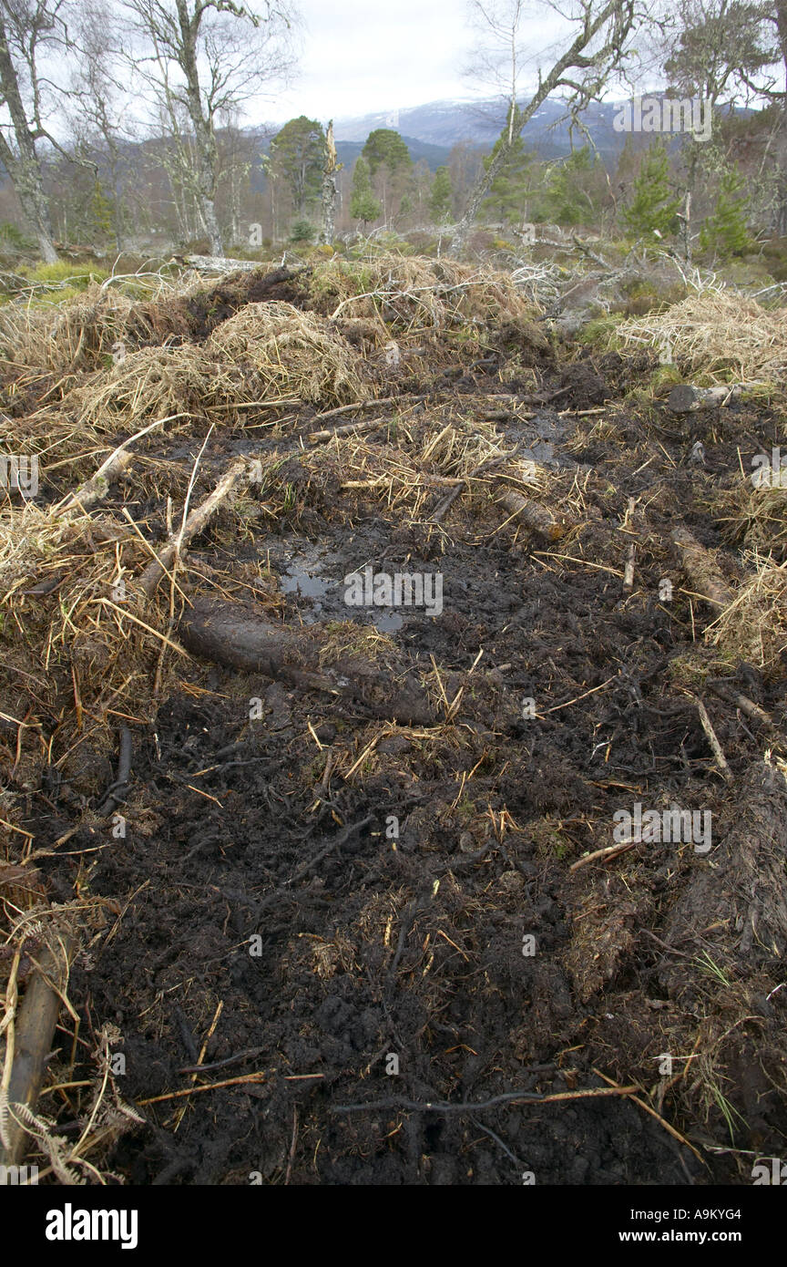 bedding area of wild boar, United Kingdom, Scotland Stock Photo - Alamy