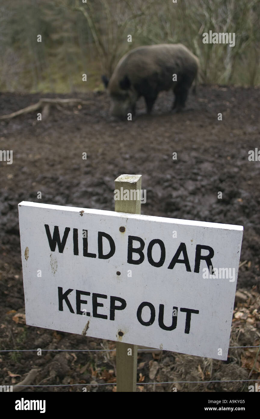Warning danger wild boar sign hi-res stock photography and images - Alamy