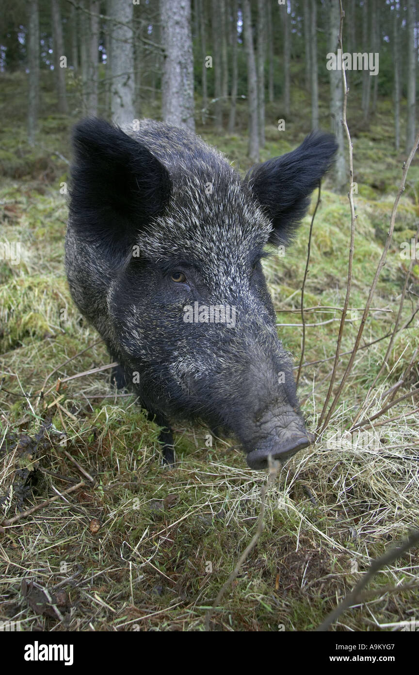 Foraging scotland forest food hi-res stock photography and images - Alamy