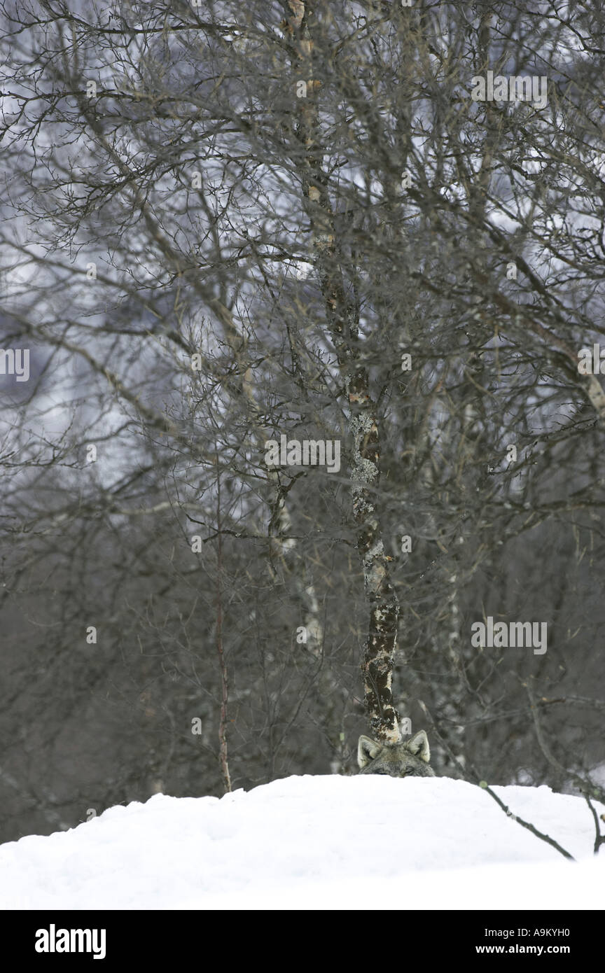 Wolf behind tree hi-res stock photography and images - Alamy