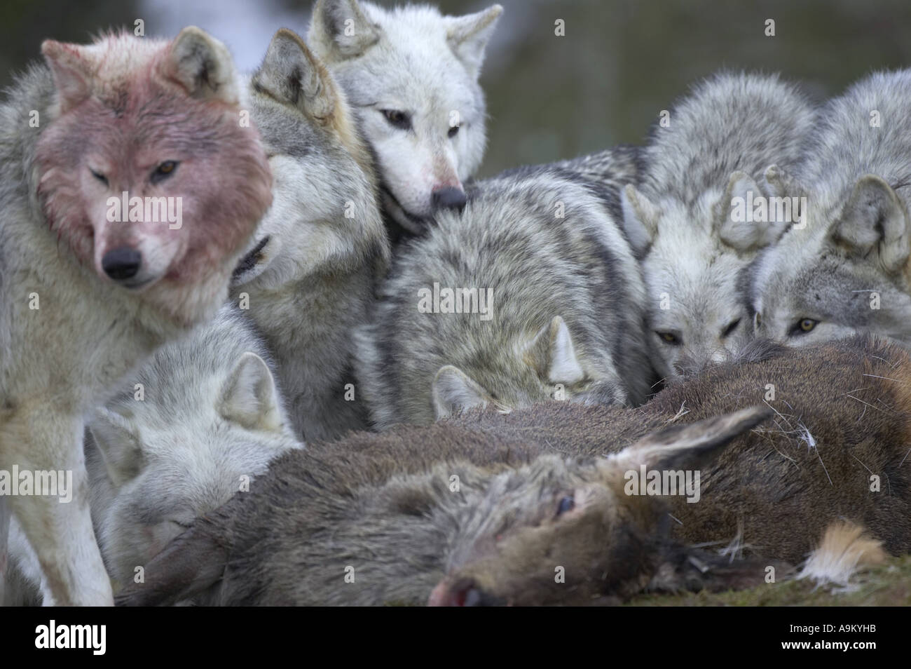 European gray wolf (Canis lupus lupus), pack eat caught red deer ...