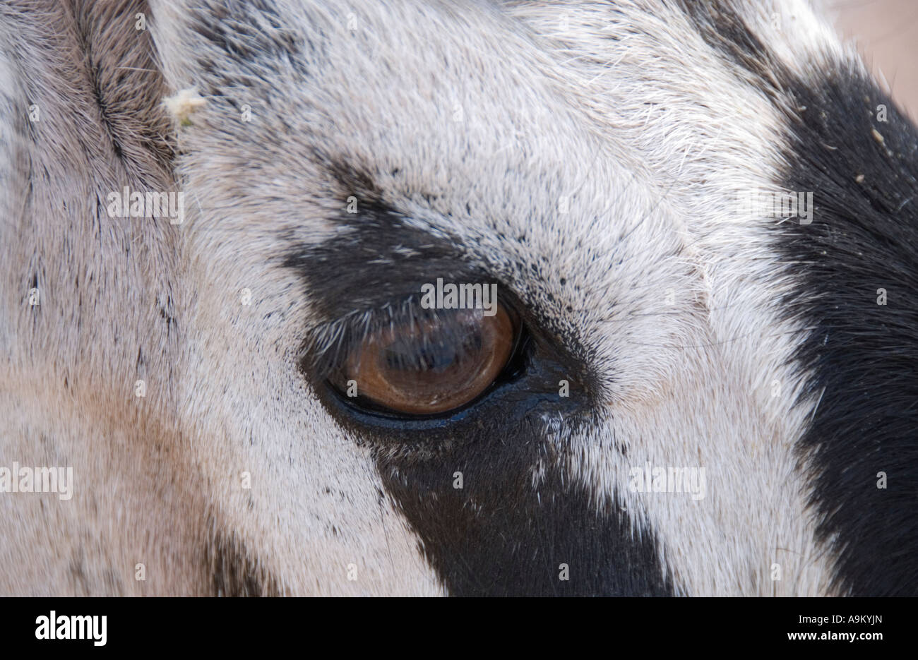 Eye conservation hi-res stock photography and images - Alamy