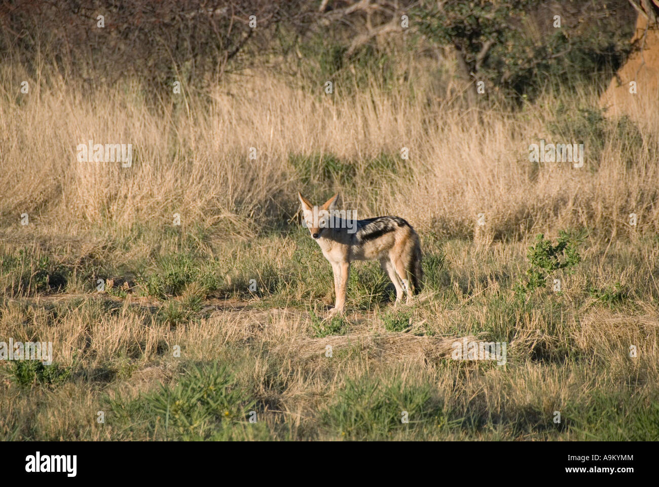 Black backed jackal in Namibia Stock Photo - Alamy