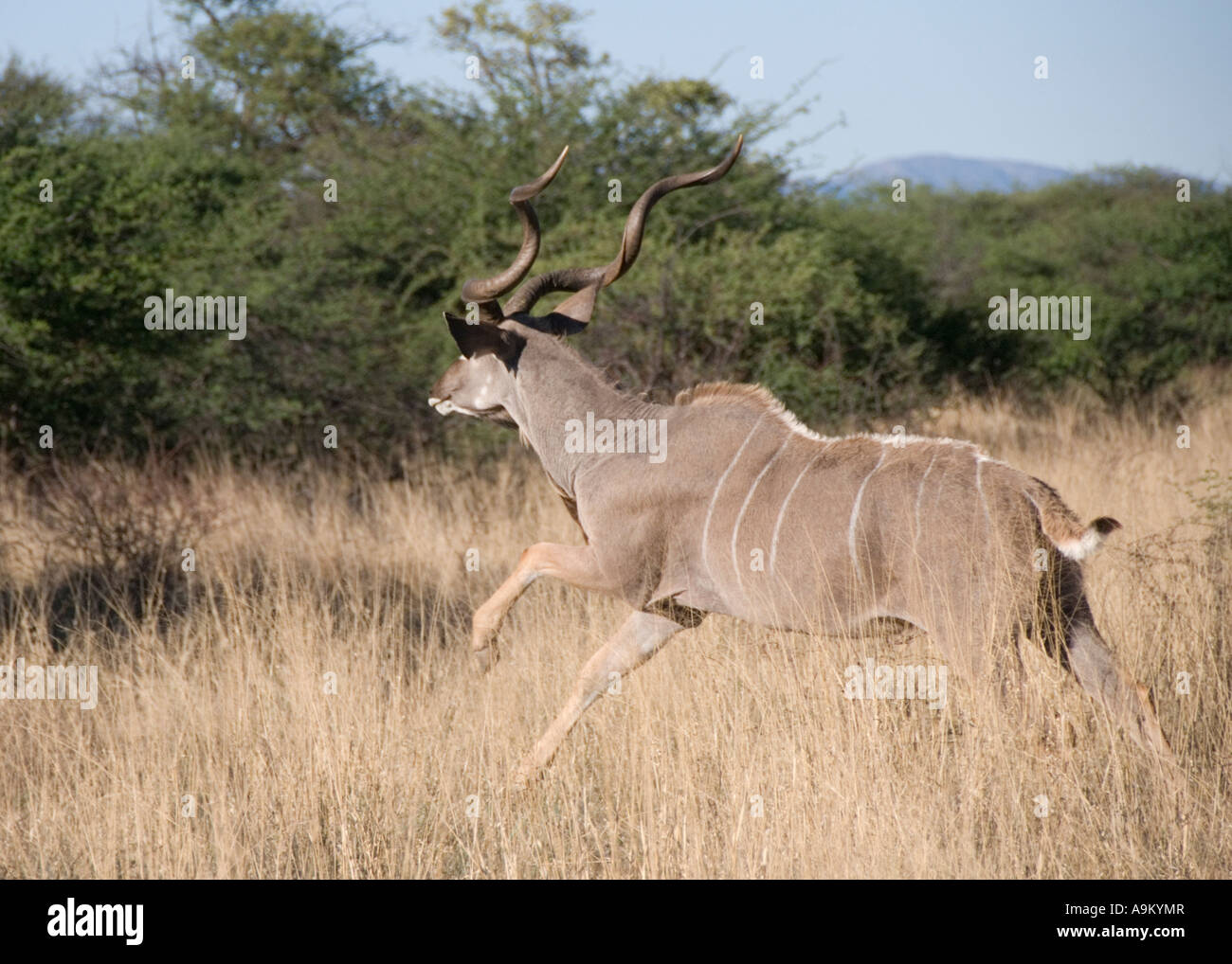 Kudu running hi-res stock photography and images - Alamy