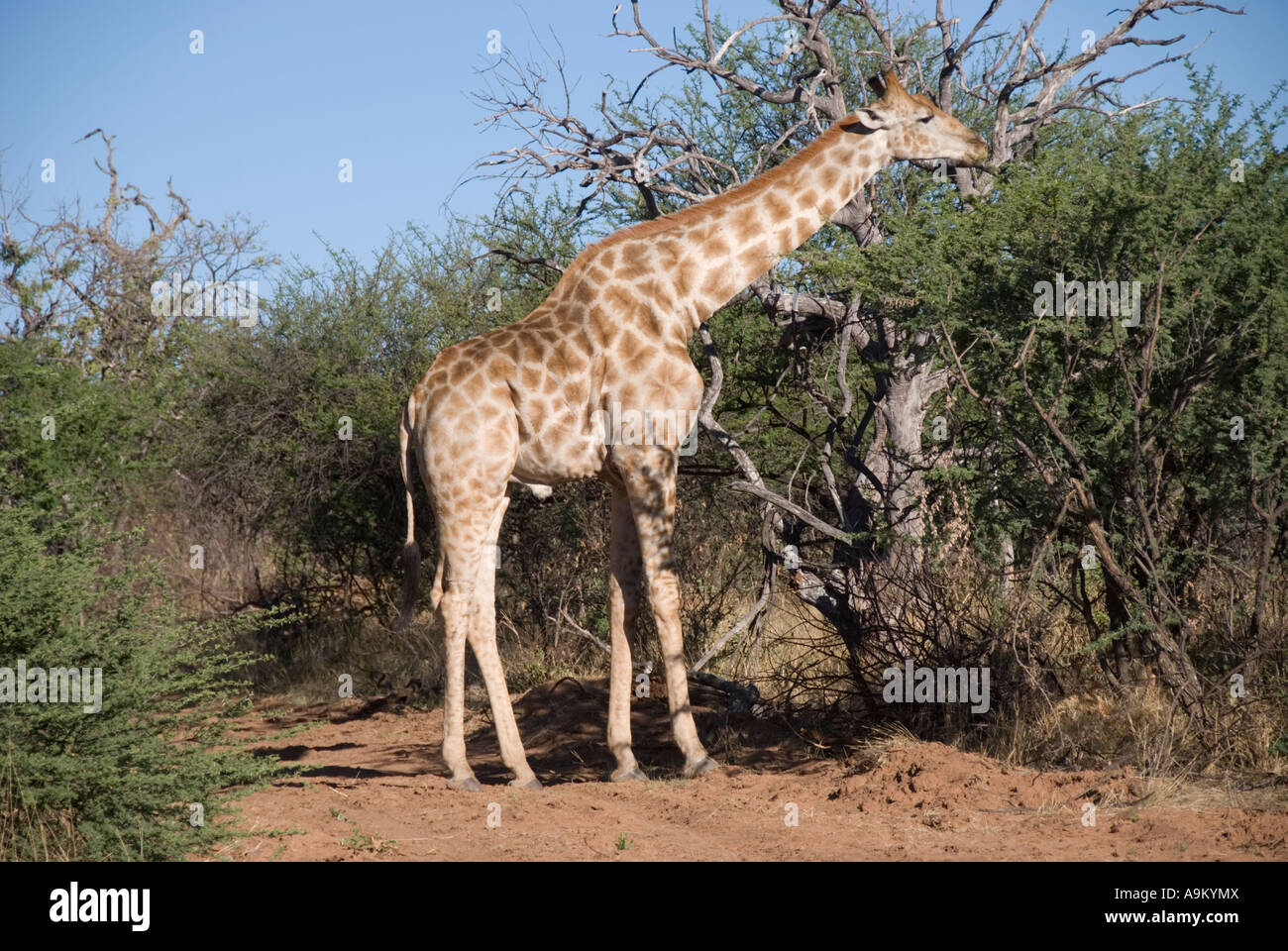 Adult male giraffe feeding in Namibia Stock Photo - Alamy