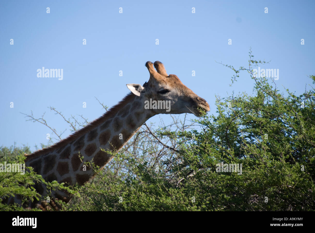 Close up of adult male giraffe feeding in Namibia Stock Photo - Alamy