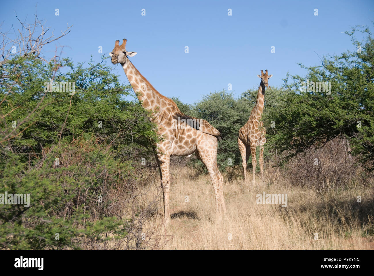 Pair giraffes hi-res stock photography and images - Alamy