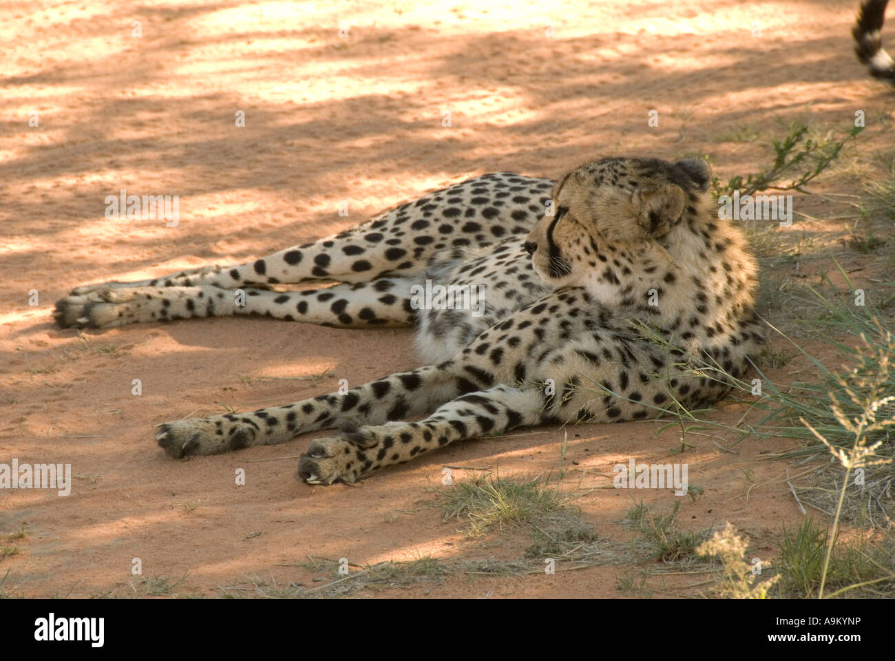 Semi wild cheetah resting in shade in Namibia Stock Photo - Alamy