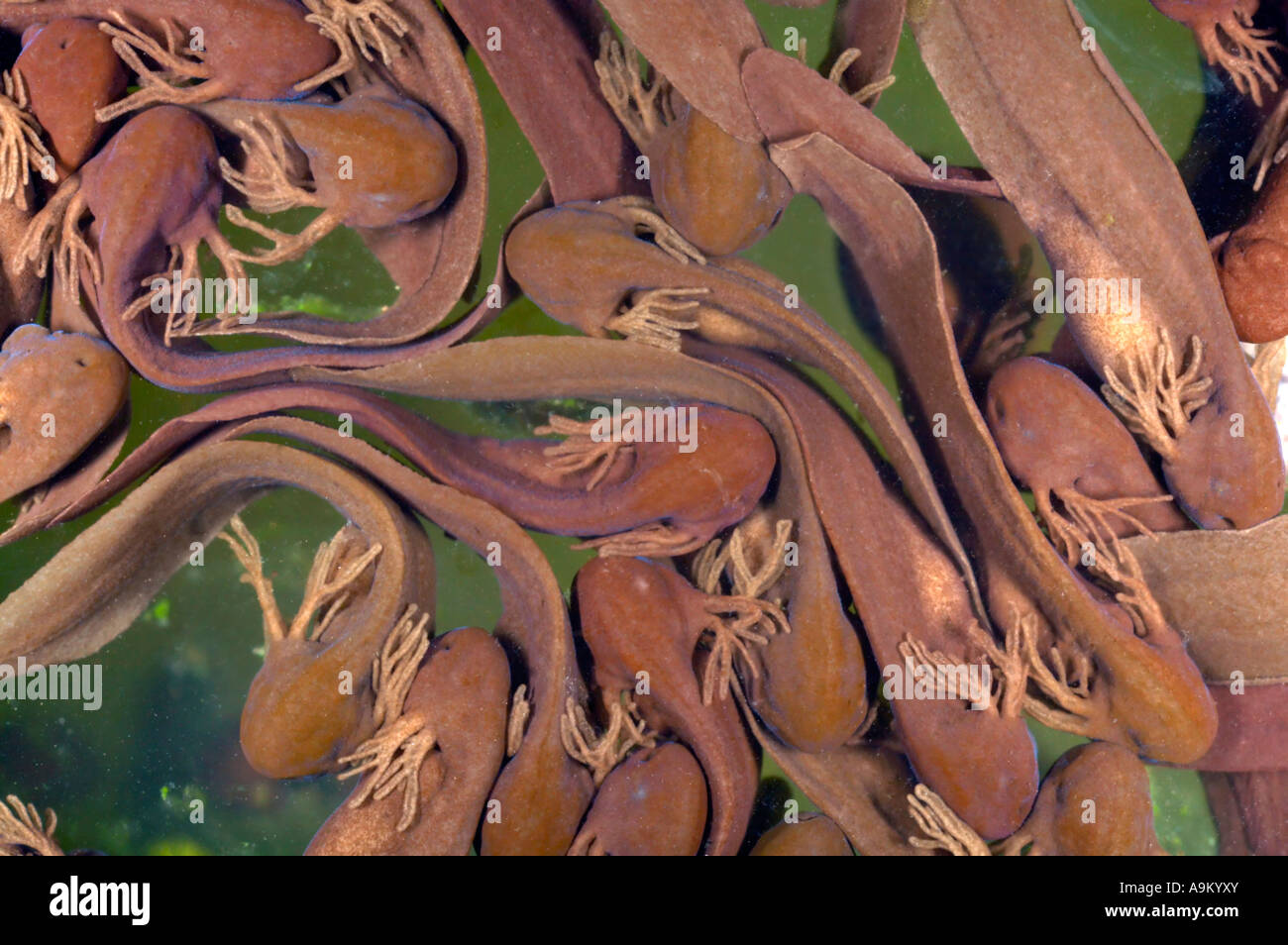 Frog Tadpole Showing Gills High Resolution Stock Photography and Images ...