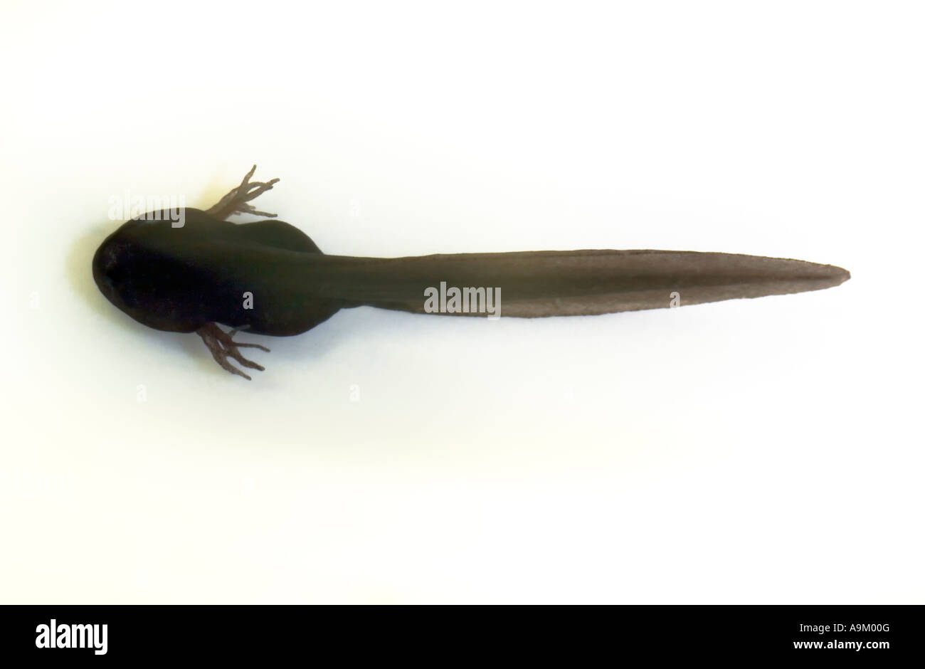 Single tadpole against a white background showing external gills Stock ...