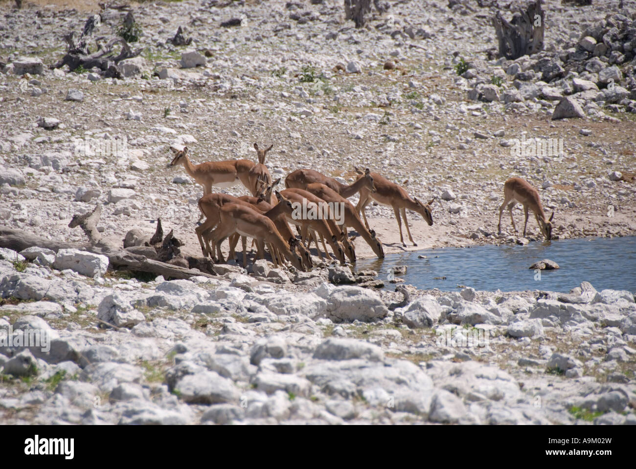 Impala drinking at waterhole in Namibia Stock Photo - Alamy