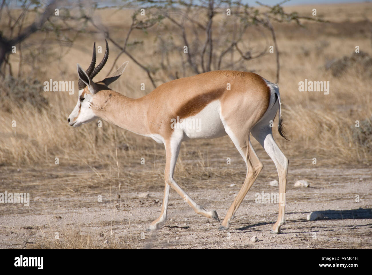 Springbok in Namibia Stock Photo - Alamy