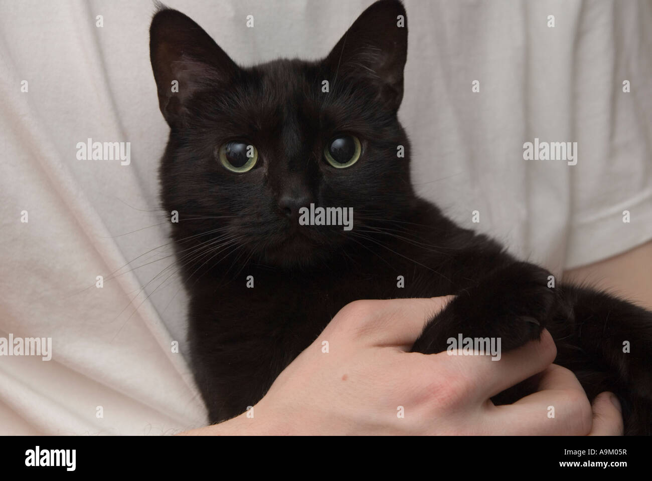 Black cat being held Stock Photo - Alamy
