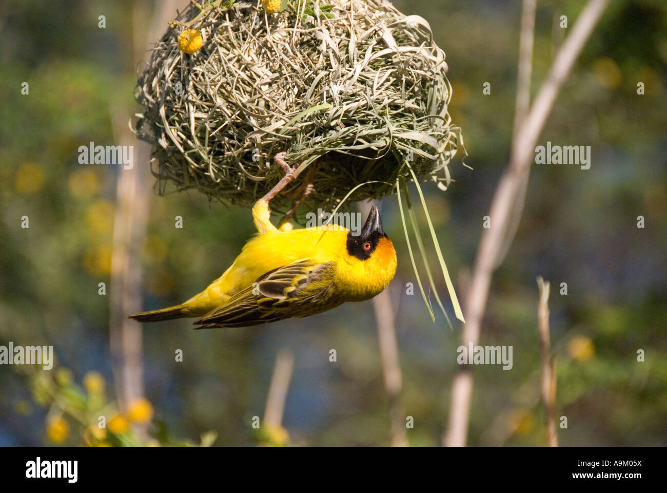 Weaver weaving -- masked weaver building nest, in Namibia Stock Photo ...