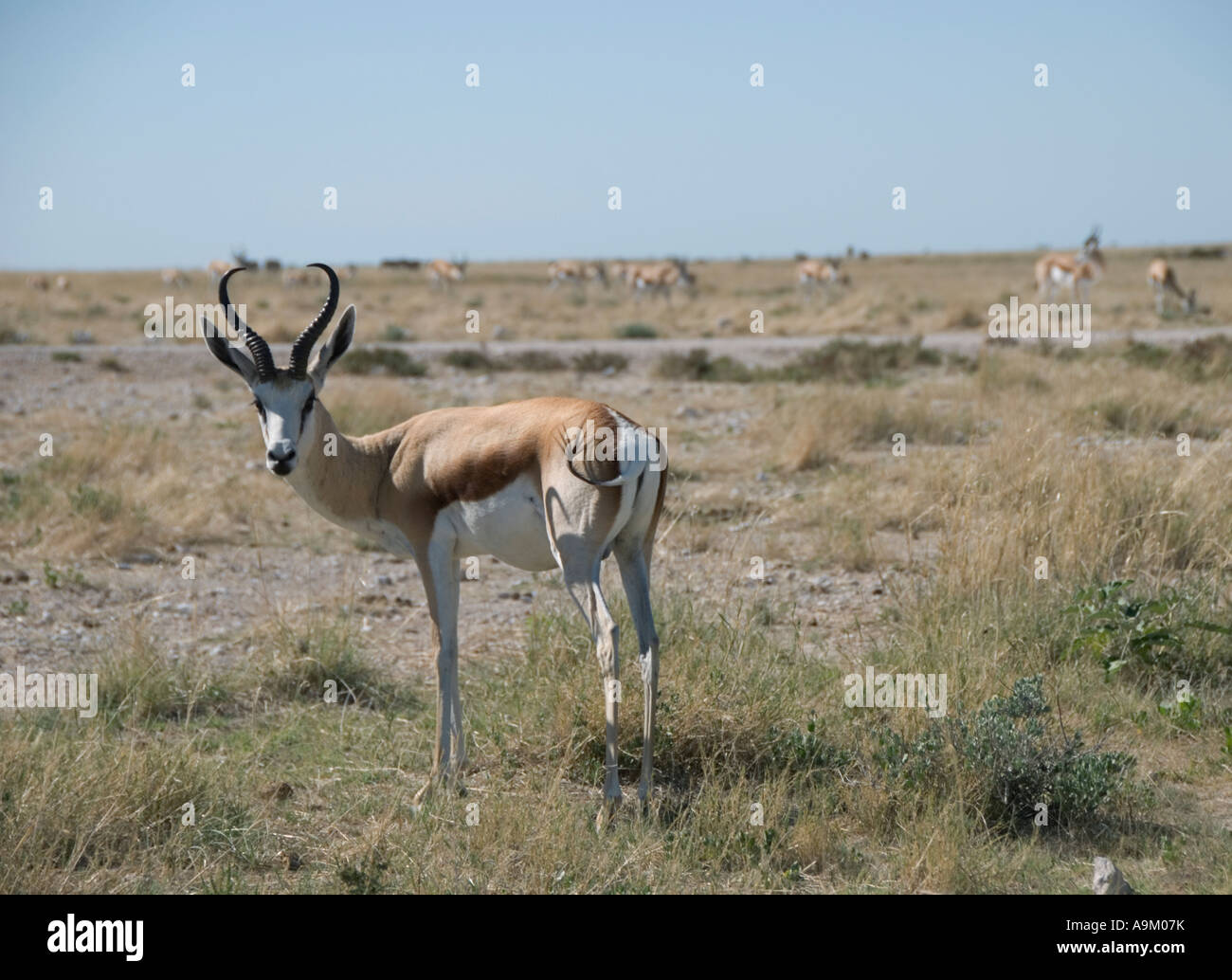 Adult male springbok in Namibia Stock Photo - Alamy