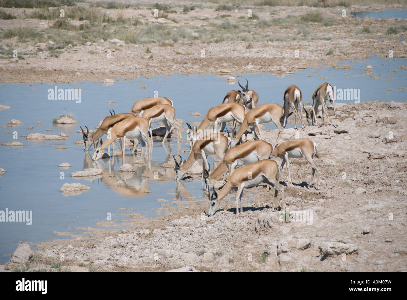 Herd of thirsty springboks, in Namibia Stock Photo - Alamy