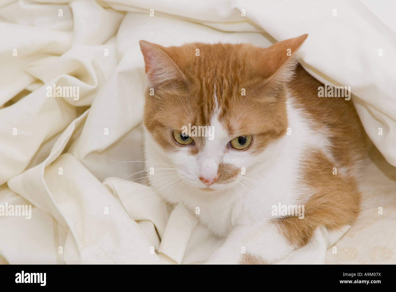 Orange tabby cat Stock Photo - Alamy