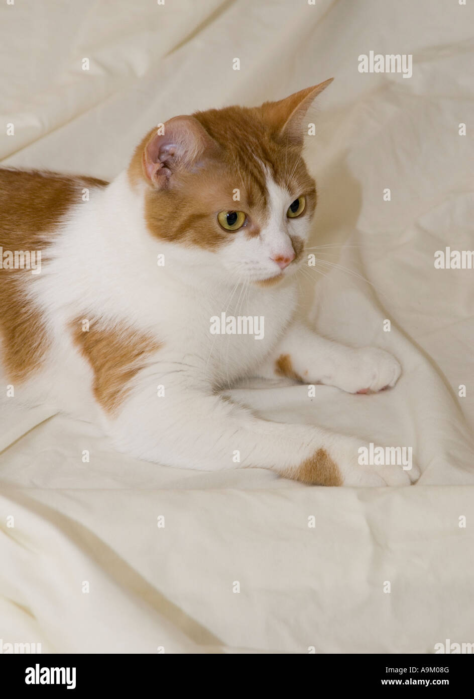 Orange Tabby Cat Stock Photo - Alamy