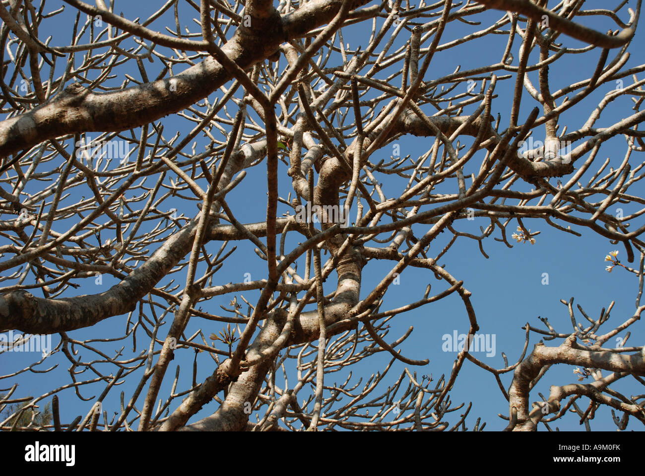Chamoaka tree luck lick one wireframe mode agriculture collage ground ...