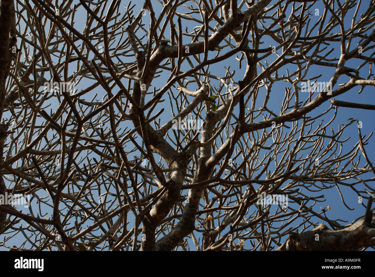 Chamoaka tree luck lick one wireframe mode agriculture collage ground ...