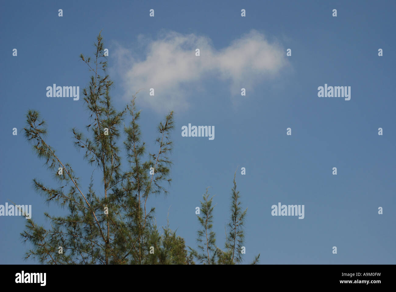 Edge of green tree and cloud in blue sky Stock Photo - Alamy