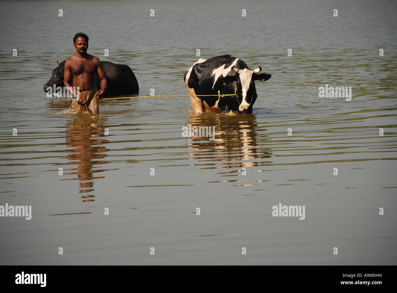 A farmer bathing his cow in vellayani lake keraka Stock Photo - Alamy