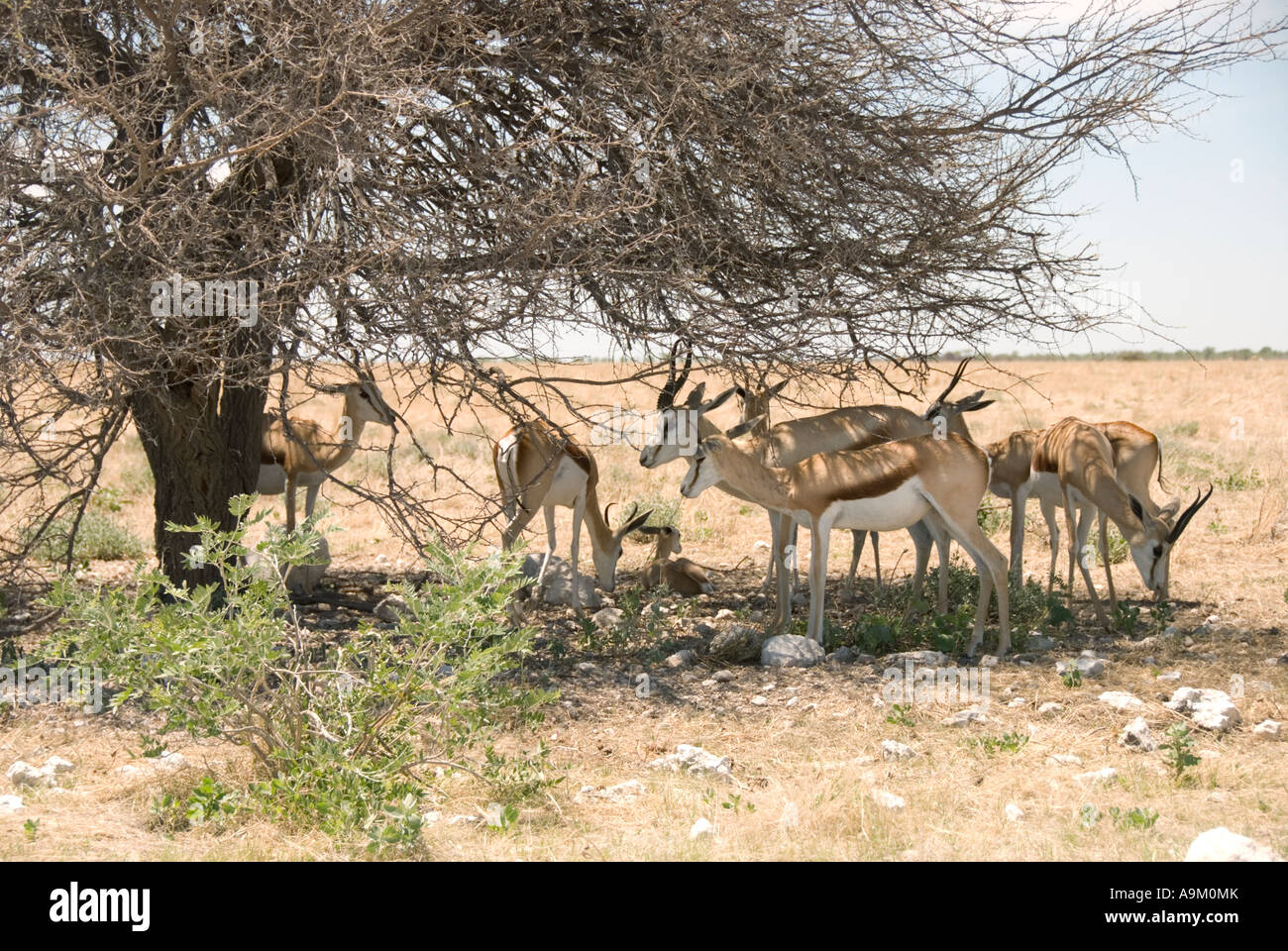 Female of springboks hi-res stock photography and images - Alamy