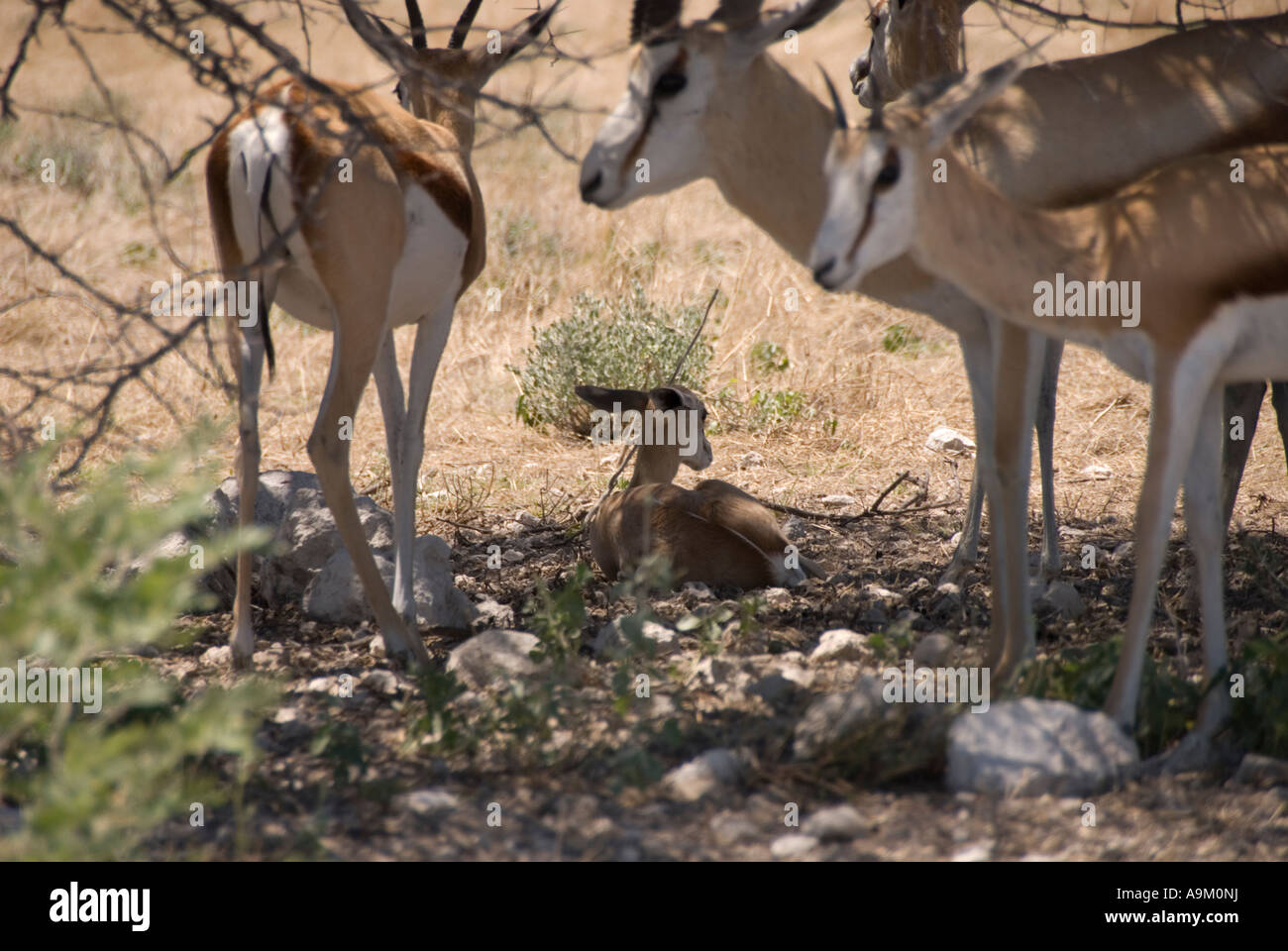 Young springbok calf surrounded by adults, in Namibia Stock Photo - Alamy