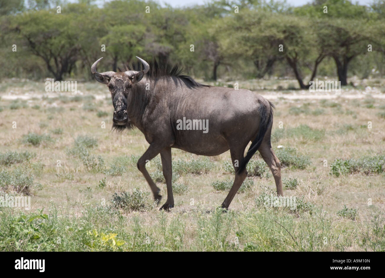 Wildebeest (gnu) walking, Namibia (one of a sequence Stock Photo - Alamy