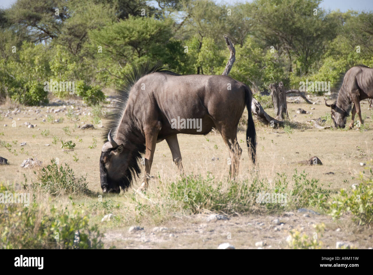 Wildebeest (gnu) grazing, in Namibia (one of a sequence Stock Photo - Alamy