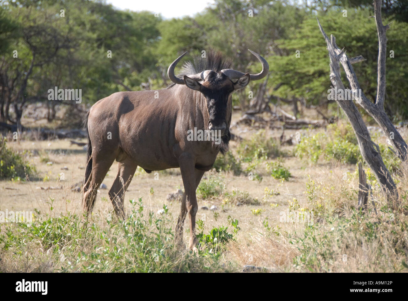 Adult male wildebeest gnu, in Namibia, one of a sequence Stock Photo ...